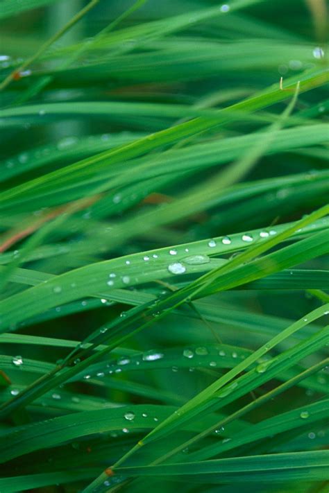 Iphone Nature Wallpaper X Wallpapers X Wallpapers