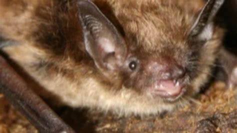 Une chauve souris sauvage enragée a été trouvée au zoo Henry Doorly à Omaha