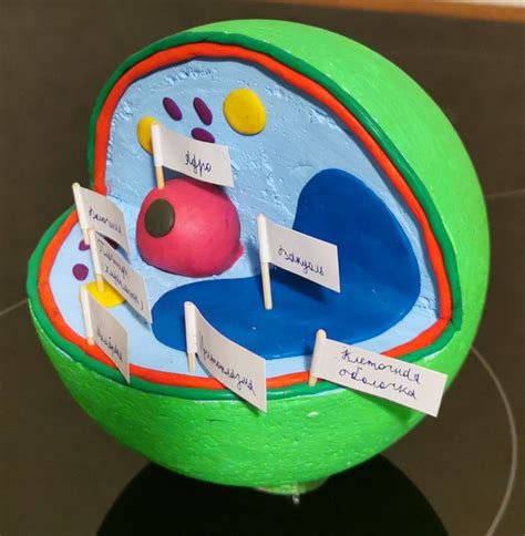 Модель клетки растения биология 5 класс Детские научные проекты Научные проекты Биология