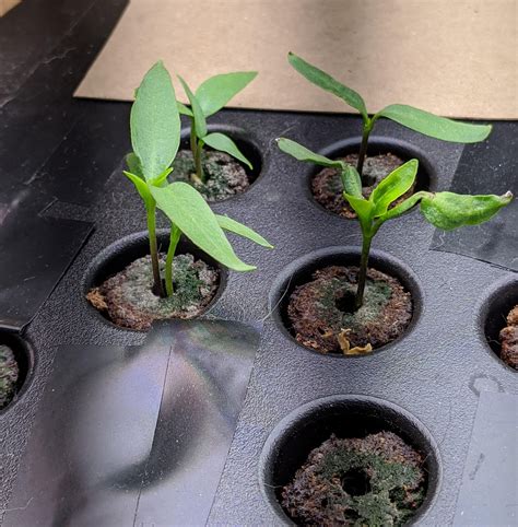 Whats Wrong With My Tomato Seedlings Raerogarden