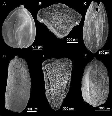 Arctic Macroflora Figures