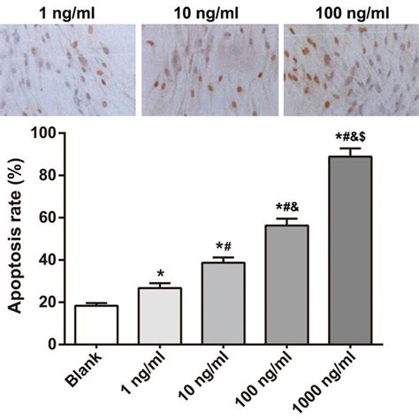 Comparison Of The Effects Of Rapamycin On Cellular Morphology Of Human