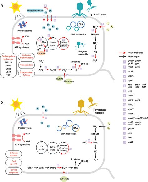 Conceptual Diagrams Depicting The Virus Host Interactions Via Amgs The Download Scientific