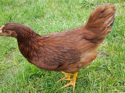 Rhode Island Red Gender 10 Weeks Backyard Chickens Learn How To
