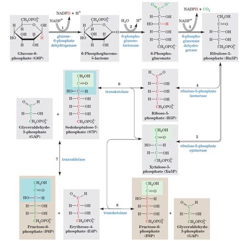 The Pentose Phosphate Pathway