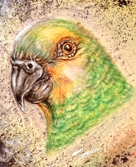 Parrot By Moonbluexx On Deviantart