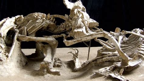 🔥 A Fucking Velociraptor Tackled A Protoceratops Mid Flight Down A Cliff To Their Deaths Stuck