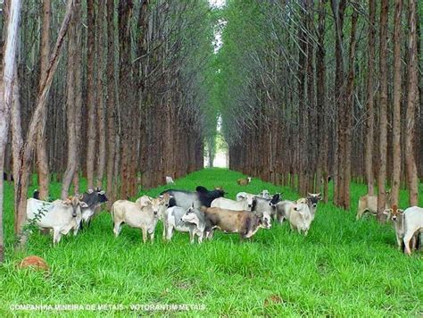Sistema De Agroflorestas Em Pequenas Propriedades Florestal Brasil