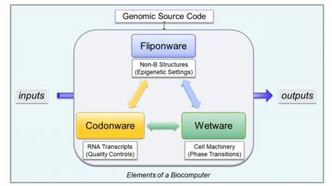 Junk Dna Might Be Really Really Useful For Biocomputing American Biotech News
