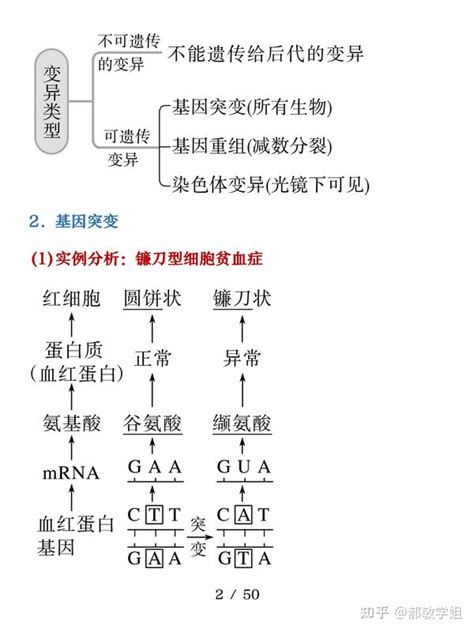 高中生物 一轮复习专题—基因突变和基因重组 知乎