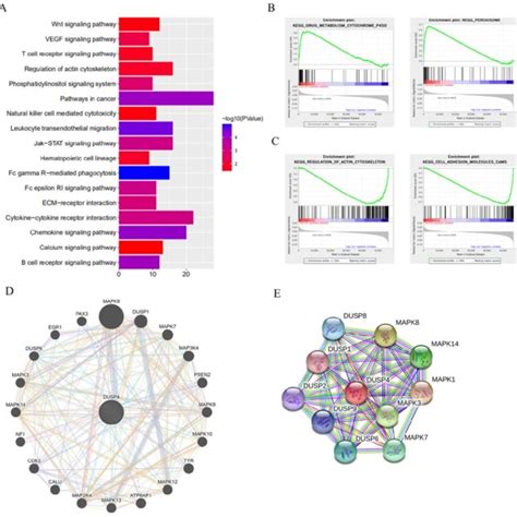 Dusp4 Depletion Enhanced Lenvatinib Resistance By Activating The Download Scientific Diagram