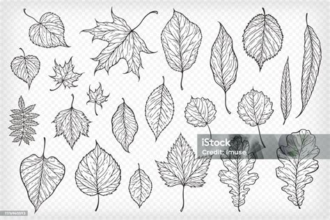 떨어지는 나뭇잎 벡터 그림입니다 장식 그래픽 검은 윤곽 가을 단풍 수집흰색 배경에 고립 손으로 그린 유기 선 0명에 대한 스톡 벡터 아트 및 기타 이미지 Istock