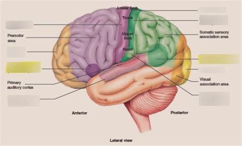 diagram brain cortex area quizlet