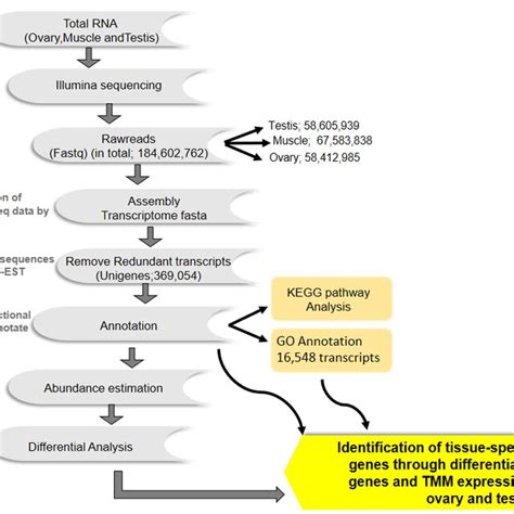 Experimental Flowchart From RNAseq Analysis Of O Dancena Ovary Muscle