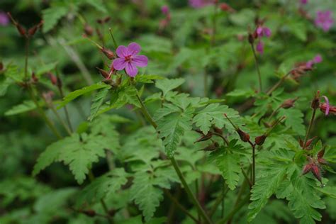 Geranium Robertianum