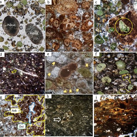 A Phosphatic Pelloids In Sandy Glauconite Bearing Phosphate Layer B