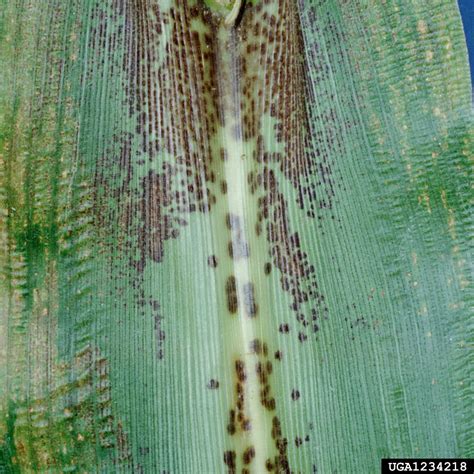 Physoderma Alchetron The Free Social Encyclopedia