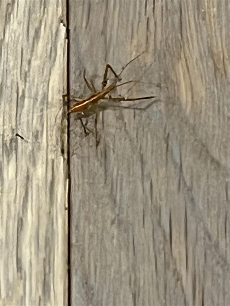 Red Orange Bug With Tan Legs Collecting Hair As He Walks Central New