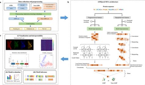 Amppred Mfa An Interpretable Antimicrobial Peptide Predictor With A