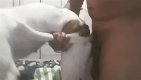 Filmé a mi marido penetrando el coño de la perra Zoofilia Porno
