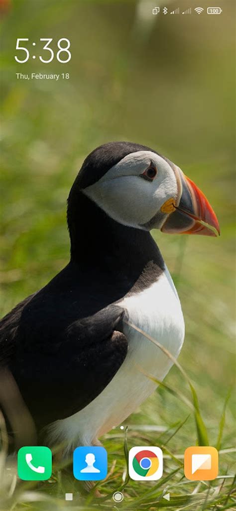Puffin Wallpapers Apk For Android Download