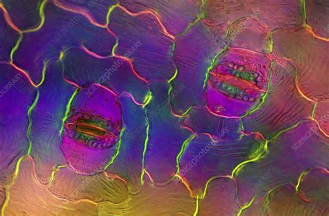 Stomata In Spath Leaf Epidermis Light Micrograph Stock Image C058