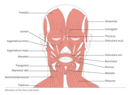 Function Of Risorius Muscle