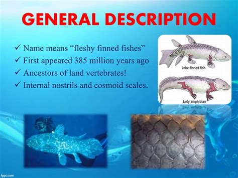 Class Actinopterygii And Class Sarcopterygii Pptx