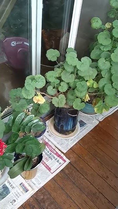 예쁜화초 Youtube