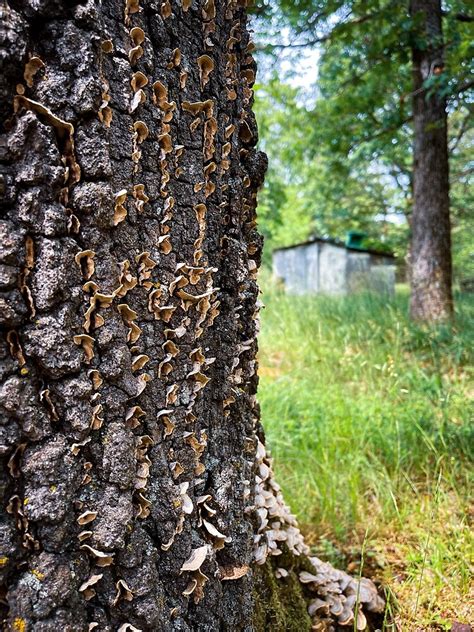 Tf Trees 18 Poster For Sale By Tfwarden Redbubble