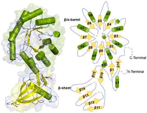 Crystal Structure Of Eh Odc Monomeric Subunit A Cartoon Diagram Of Download Scientific