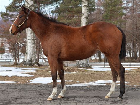 所属馬詳細 ノルマンディーオーナーズクラブ