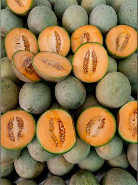 ಕಿಡ್ನಿ ಸ್ಟೋನ್ ಇದ್ದರೆ ಕರ್ಬೂಜ ಹಣ್ಣು ತಿನ್ನಿ Kannada News Muskmelon
