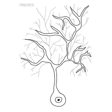 Neuron Drawing How To Draw A Purkinje Nerve Cell PRB ARTS