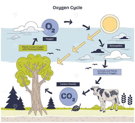 Oxygen Cycle Diagram Shows Photosynthesis And Respiration Key Elements
