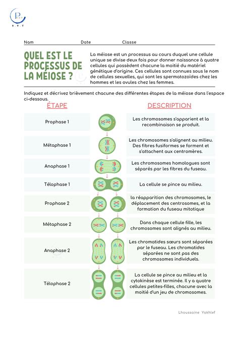 Exercice Sur La Méiose Correction