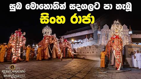 නැකතට සදගලට පා තැබූ සිංහ රාජා මංගල හස්ති රාජයා 🙏🐘 Elephant Viral