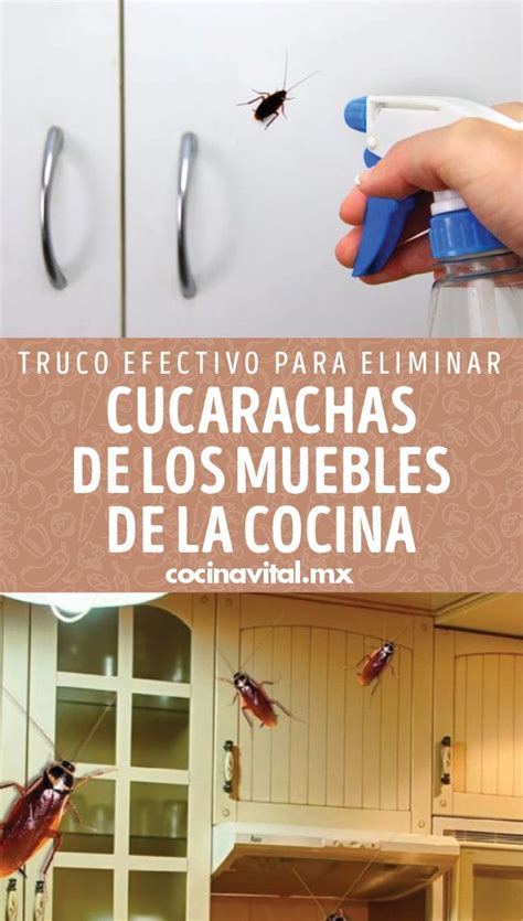 Truco Efectivo Para Eliminar Cucarachas De Los Muebles De La Cocina