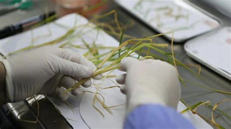 神十四航天员带回国际上首次在轨获得的水稻种子 关键帧 澎湃新闻 The Paper