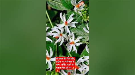 सोमवार की शिवरात्रि प्रदोष पर परिजात के पुष्प अर्पित करने का महत्व