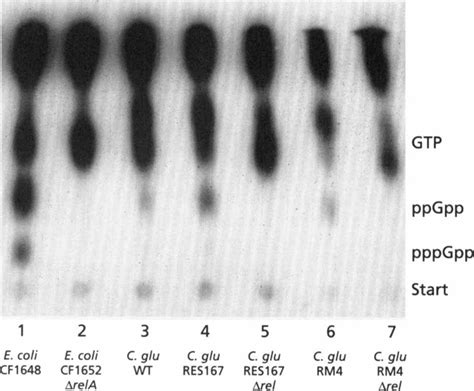 Figrn 3 Accumulation Of Pppgpp In C Glutamicum Wild Type And Re