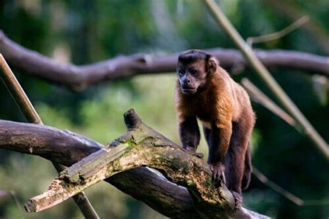 Curiosidades Sobre O Macaco Prego Meus Animais