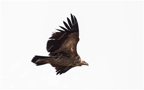 Premium Photo Himalayan Griffon Vulture Gyps Himalayensis Flying In Sky