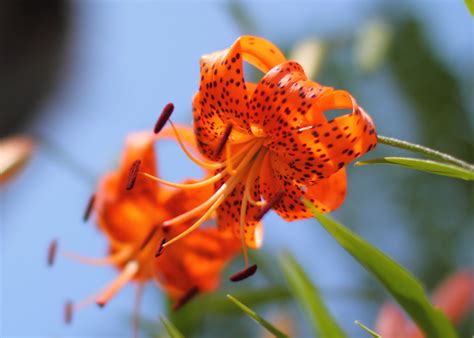 オニユリ Crownfrog