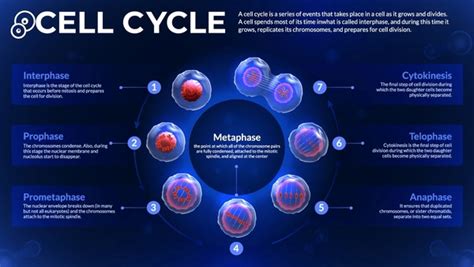 Structure Des Chromosomes Eucaryotes Ribosome Structure