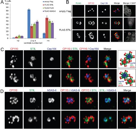 Stil Overexpression Results In Centriole Amplification Asynchronously
