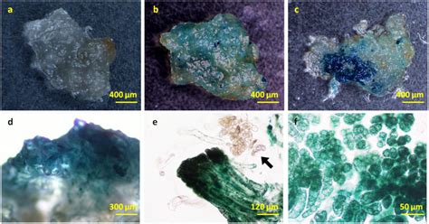 Frontiers Stable And Efficient Agrobacterium Mediated Genetic
