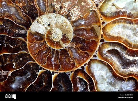 Ammonite Hi Res Stock Photography And Images Alamy