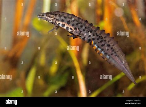 Common Newt Lissotriton Vulgaris Male In Water Spawn Thuringia