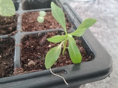 Is This A Platycodon Baloon Flower Seedling In The Perennials Forum